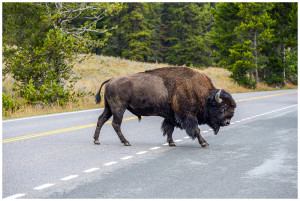 Yellowstone National Park - Welcome!